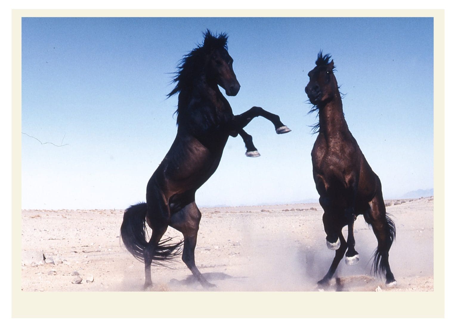 Horse Whispering in the Wild - Taming Wild Horses - Intelligent ...