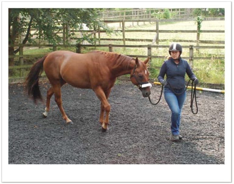 How to Longline A Horse? The Ultimate Stress-Free Guide To Long Lining